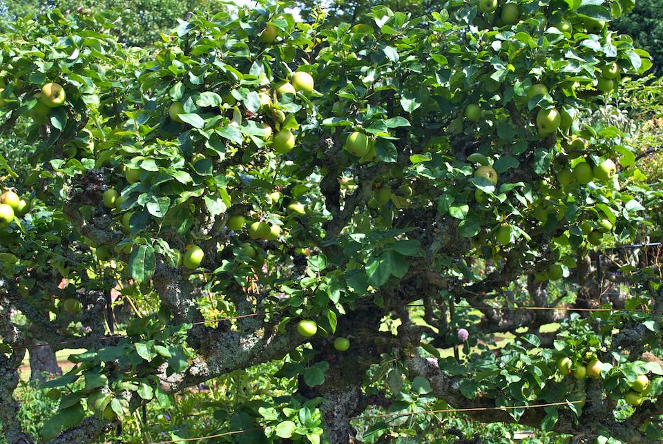 Pruning Established Espalier Apple Trees