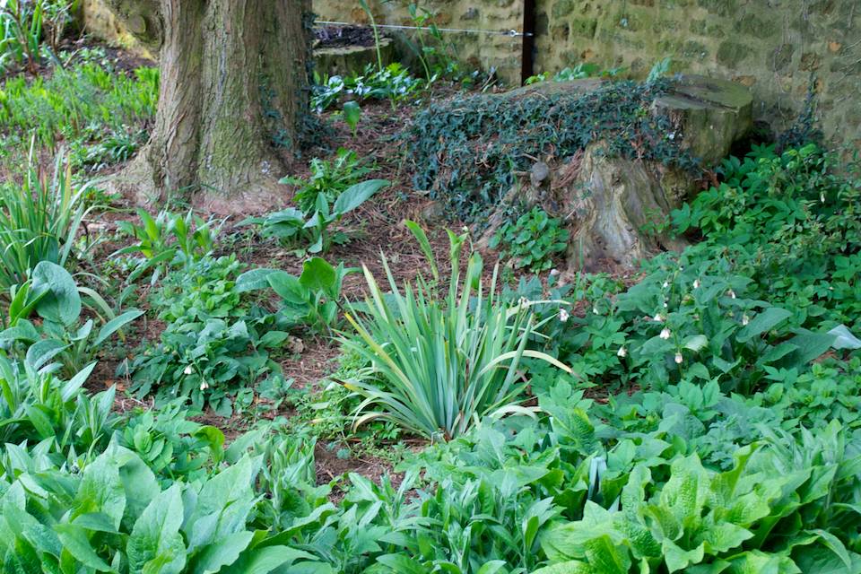 Planting the Dry Shade Garden by Graham Rice: Book Review - Oxonian ...