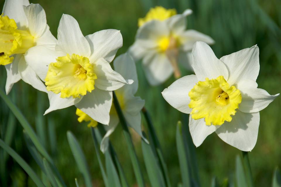 Daffodil Detection: Identification Narcissus Cultivars | Oxonian Gardener