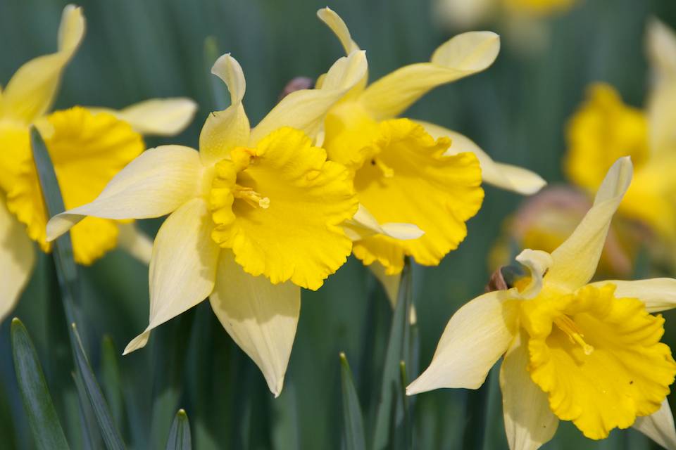Identifying Narcissus Cultivars in the Garden