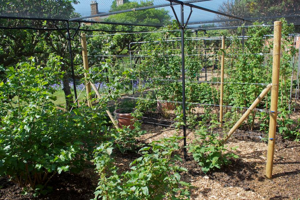 Jostaberry: Worth growing? - How to Prune - Oxonian Gardener