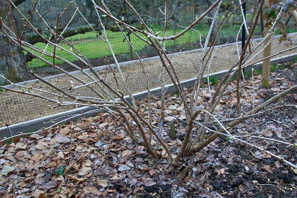Jostaberry: Worth growing? - How to Prune - Oxonian Gardener