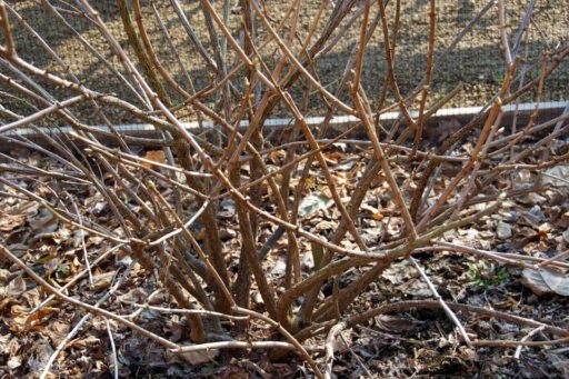 Jostaberry: Worth growing? - How to Prune - Oxonian Gardener
