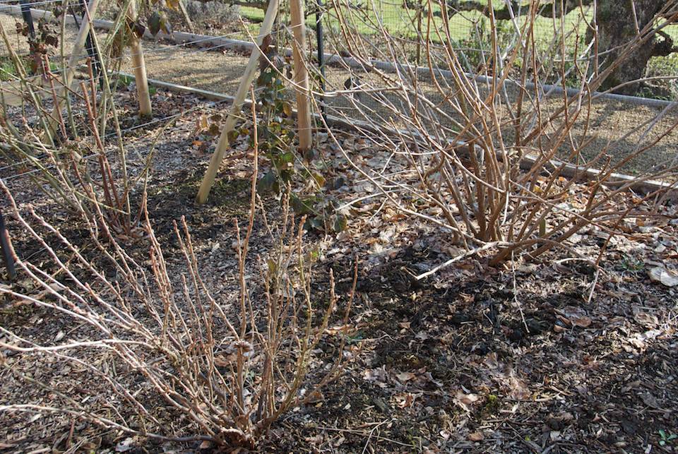 Jostaberry: Worth growing? - How to Prune - Oxonian Gardener
