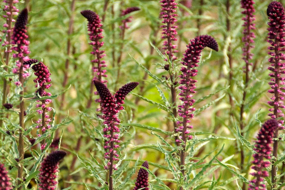 Crocus Open Day Chelsea Flower Show Plants Sell Off - Oxonian Gardener