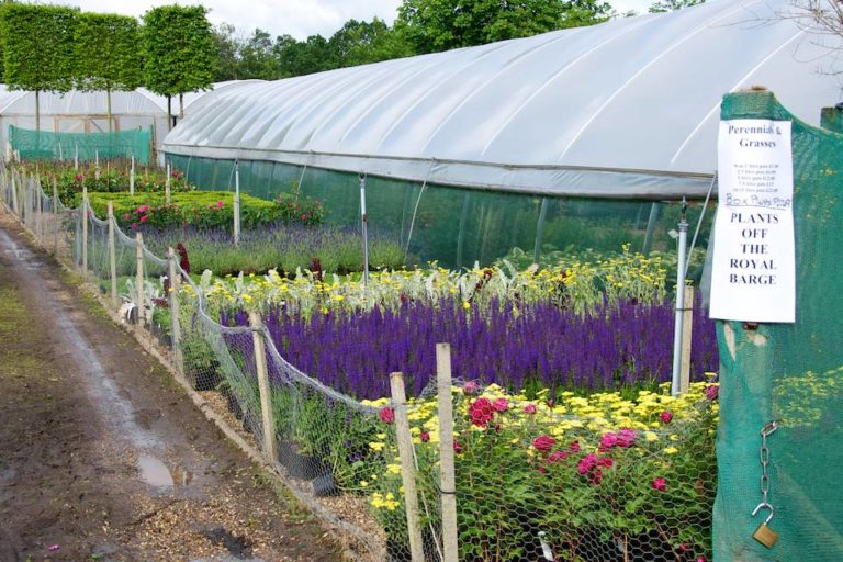 Crocus Open Day Chelsea Flower Show Plants Sell Off - Oxonian Gardener