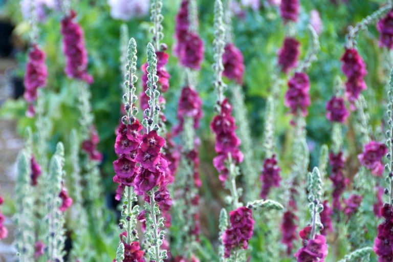 Crocus Open Day Chelsea Flower Show Plants Sell Off - Oxonian Gardener