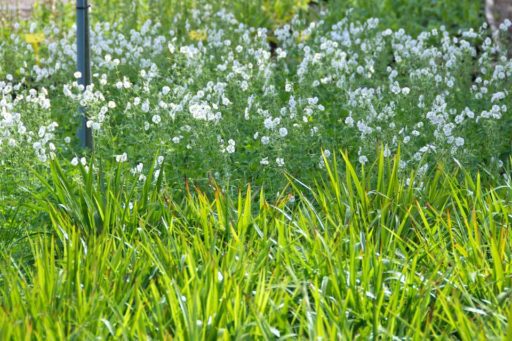 Crocus Open Day Chelsea Flower Show Plants Sell Off - Oxonian Gardener
