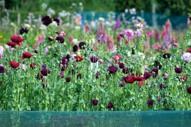 Crocus Open Day Chelsea Flower Show Plants Sell Off - Oxonian Gardener
