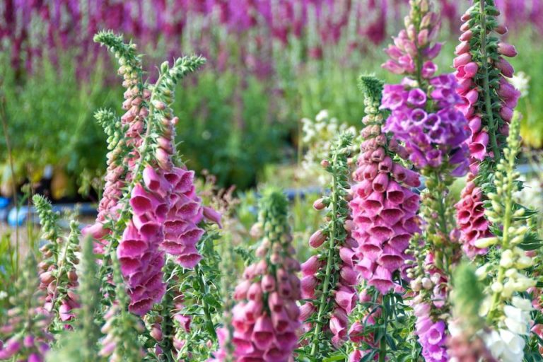 Crocus Open Day Chelsea Flower Show Plants Sell Off - Oxonian Gardener