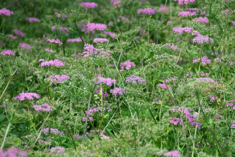Crocus Open Day Chelsea Flower Show Plants Sell Off - Oxonian Gardener