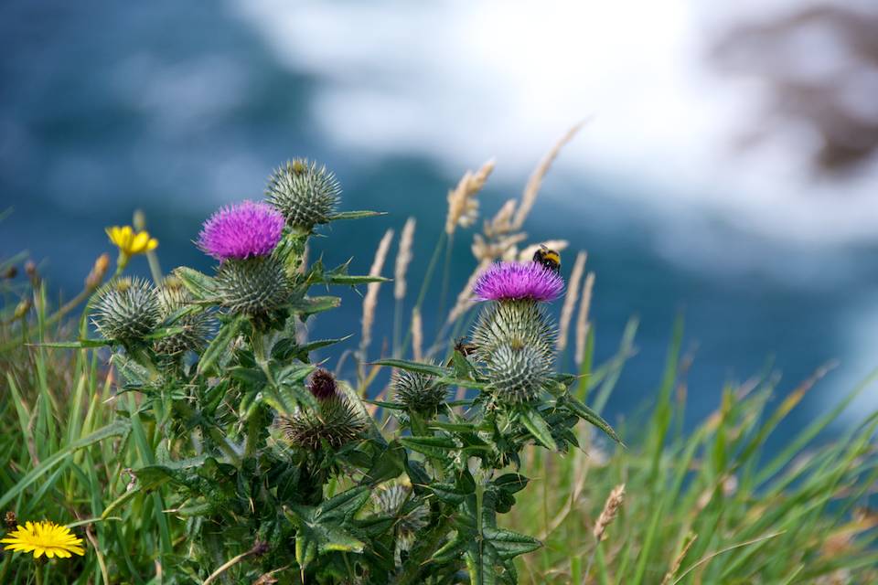 Wildflowers in North Cornwall: Botanising Jaunts - Oxonian Gardener