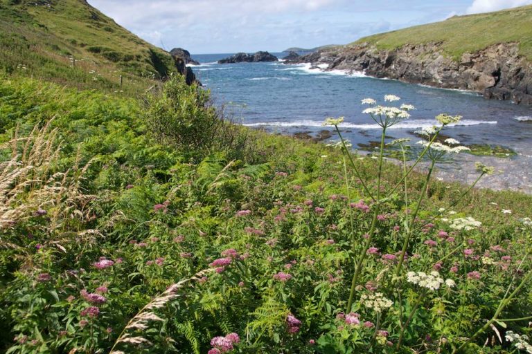 Wildflowers in North Cornwall: Botanising Jaunts - Oxonian Gardener