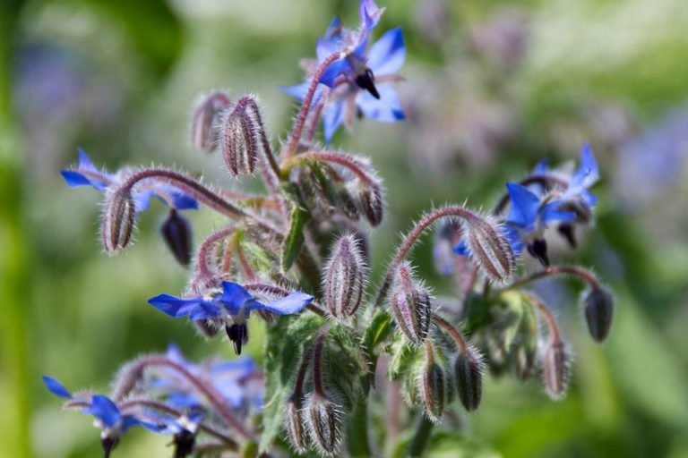 Jekka McVicar: Keeper of the Herbetum - Oxonian Gardener