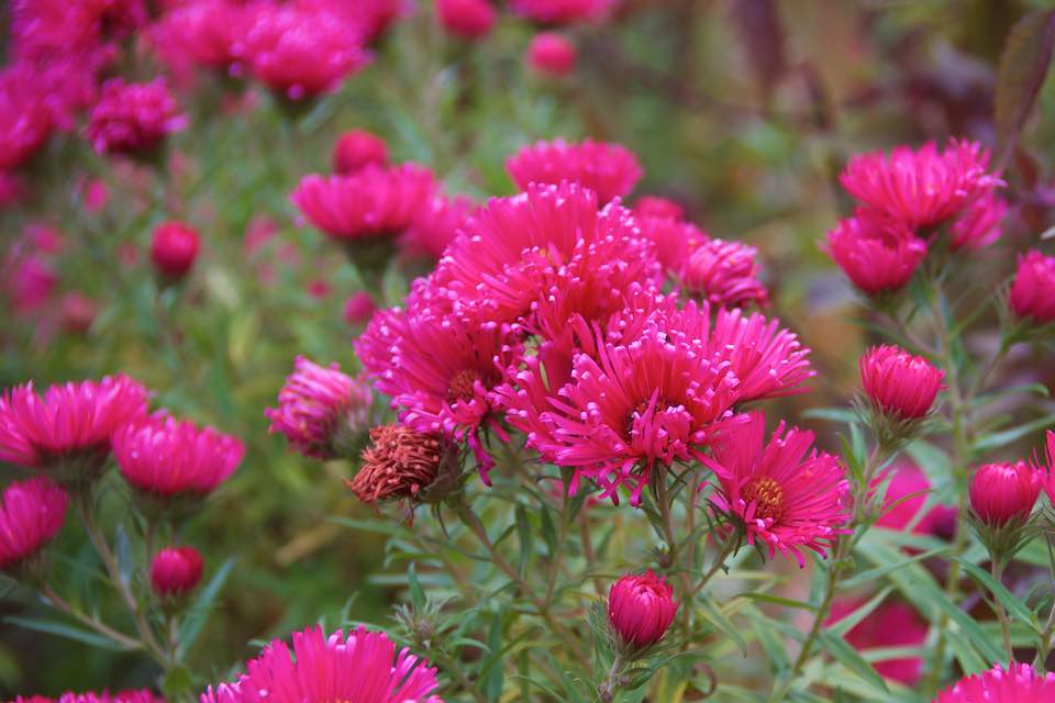 Beauty in decay: Plants that die nicely - Oxonian Gardener