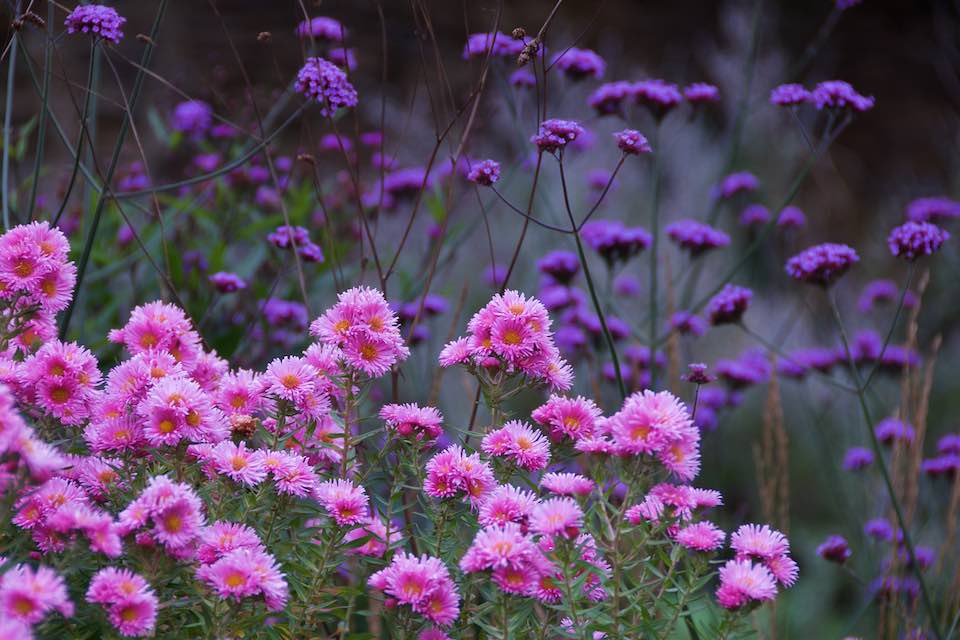 Beauty in decay: Plants that die nicely - Oxonian Gardener
