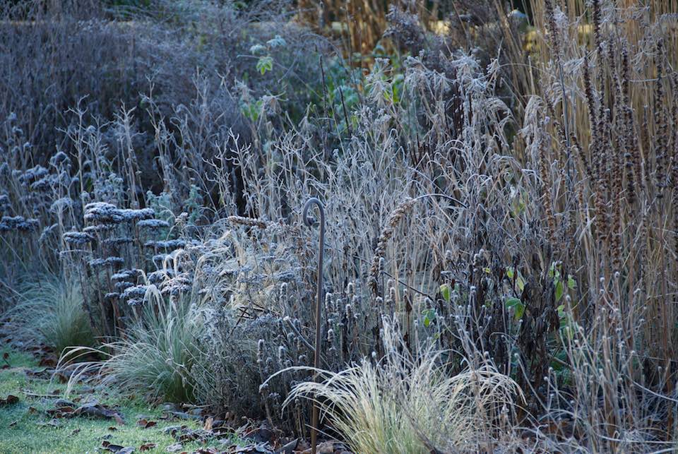 Beauty in decay: Plants that die nicely - Oxonian Gardener