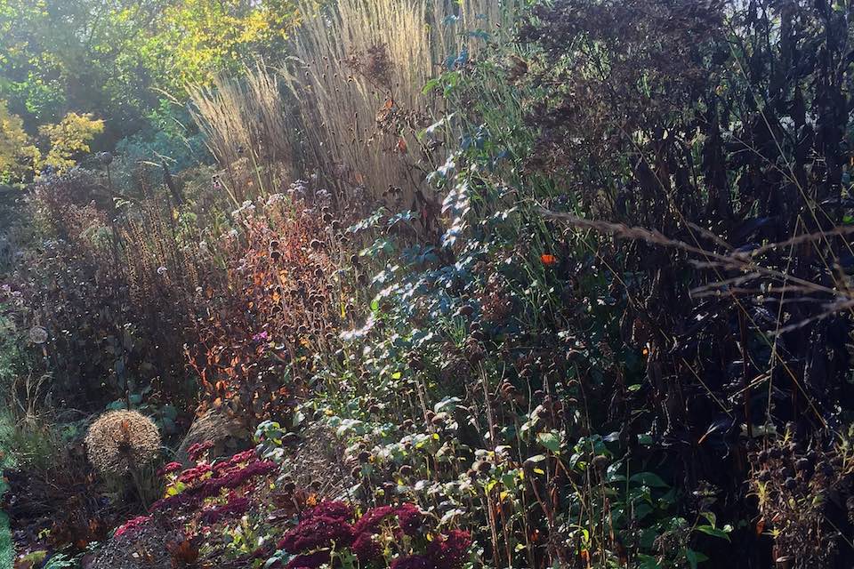 Beauty in decay: Plants that die nicely - Oxonian Gardener