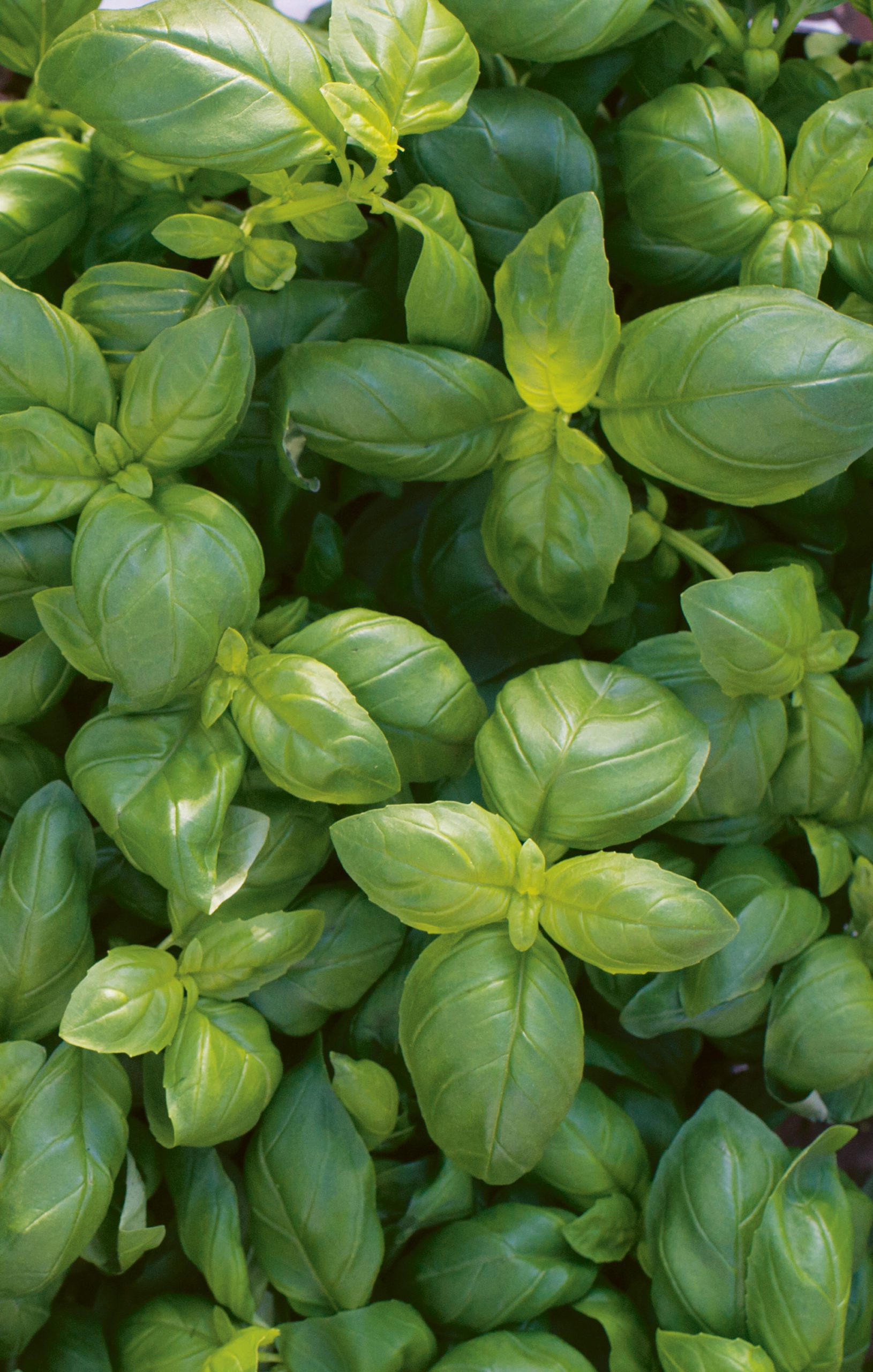 Jekka McVicar: Keeper of the Herbetum | Oxonian Gardener